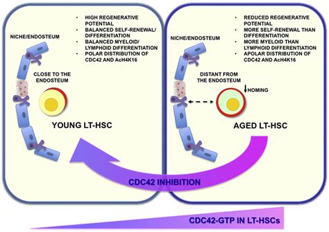 Cdc42 Activity Regulates Hematopoietic Stem Cell Aging And Rejuvenation Cell Stem Cell