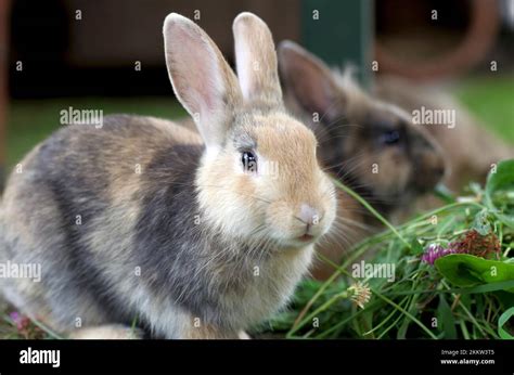 Close Up Domestic Rabbit Oryctolagus Cuniculus Forma Domestica Two