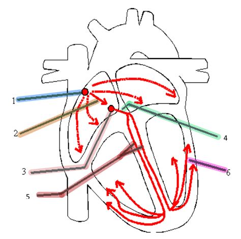Heart Diagram Conduction System Diagram Quizlet