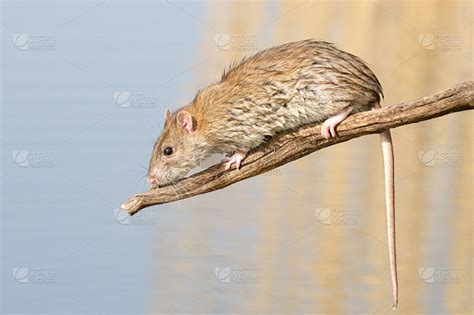 褐鼠在栖木上嗅