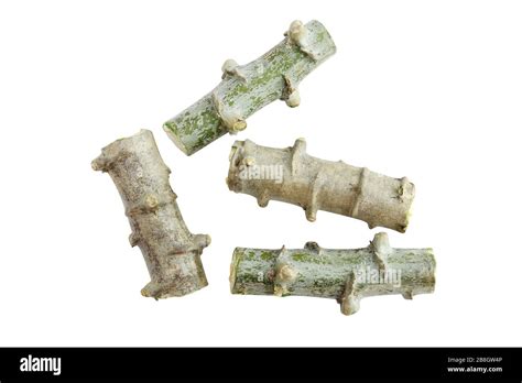 Cassava Heap Cut Tapioca Tree Trunk Piece Cut Cassava Roots Isolated