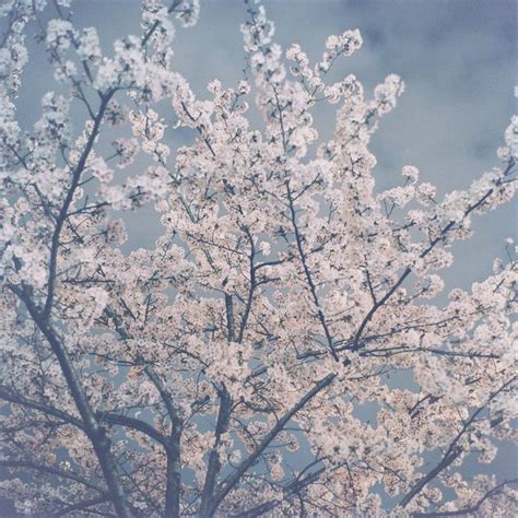 Rinko Kawauchi The River Embraced Me Rinko Kawauchi Photoshoot
