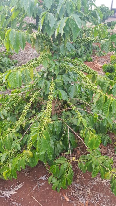 gallery blockchain coffee nurseries