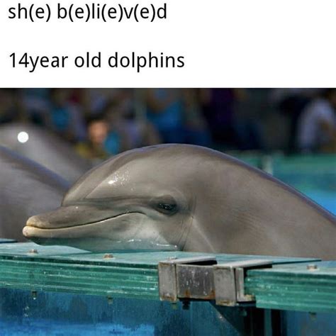 22 Dolphin Memes To Overthrow Seriousness On World Dolphin Day Funny