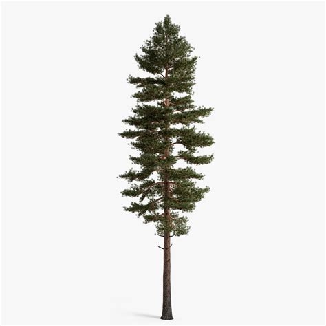 Scots Pine 06 3d Model 24 Max Obj Fbx Free3d
