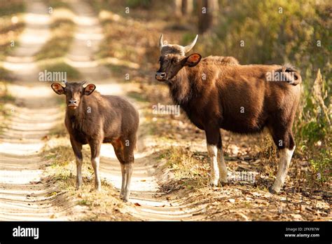 Gaur Or Indian Bison And Calf In Kanha Tigger Reserve India Stock