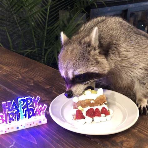 4239 Best Trash Pandas Images On Pholder Trashpandas Aww And Nature Is Fucking Lit