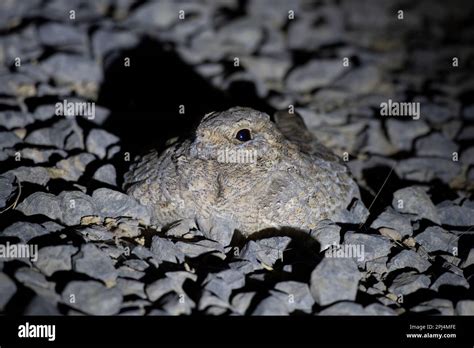Sykess Nightjar Sykes Nightjar Sind Nightjar Or Sindh Nightjar