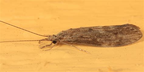 Caddisfly Oecetis Bugguidenet Caddisfly Oecetis Bugguidenet