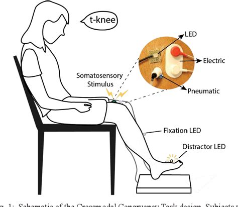 Figure 1 From Can The Crossmodal Congruency Task Be A Proxy For Intuitiveness Of Sensory