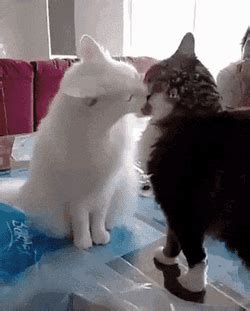 Cats Mating 