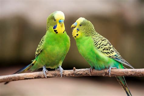 Parakeet Diet Behavior And Health Britannica