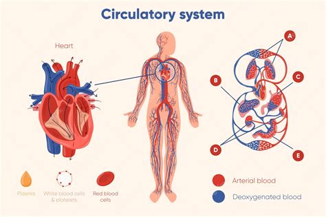 Circulatory Systems 3623190