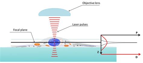 Introduction To Two Photon Excitation Microscopy Cherry Biotech