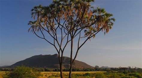 فوائد نخيل الدوم واستخداماتها الطبية والصناعية آفاق علمية وتربوية