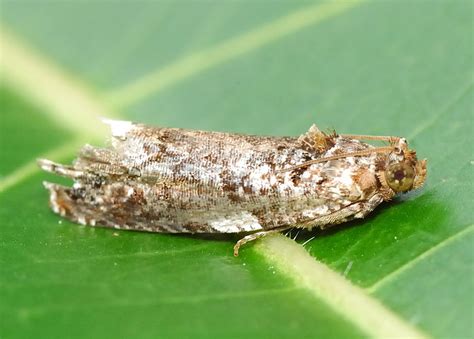 Hopper Mimicking Leaf Roller Moth Dudua Siderea