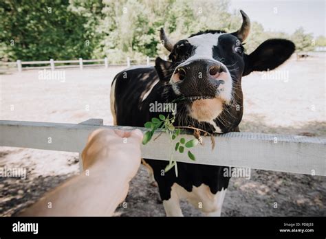 Man feeding cow hi-res stock photography and images - Alamy