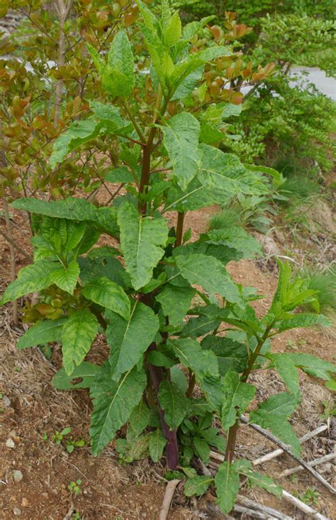 Pokeweed Phytolacca Americana Identify That Plant