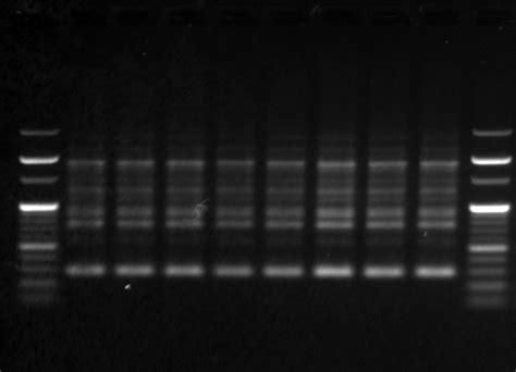 Pcr Banding Profile Of Rapd Based Genetic Fidelity Analysis Of Download Scientific Diagram