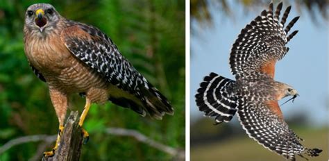 32 Birds Of Prey Found In California 2024 Bird Watching Hq