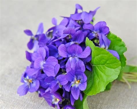 Violets Bouquet