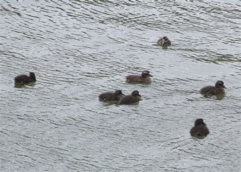 Largo Baywatch Eider Duck Creche