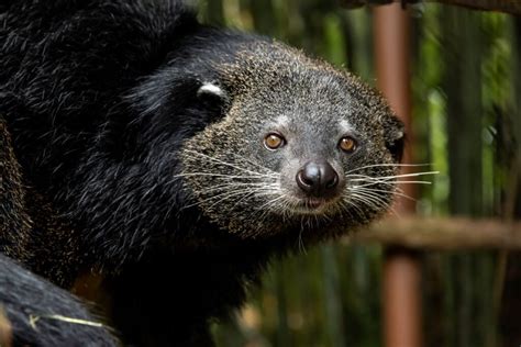 Definitive Guide To The Binturong Unveiling The Mysteries Of Asias