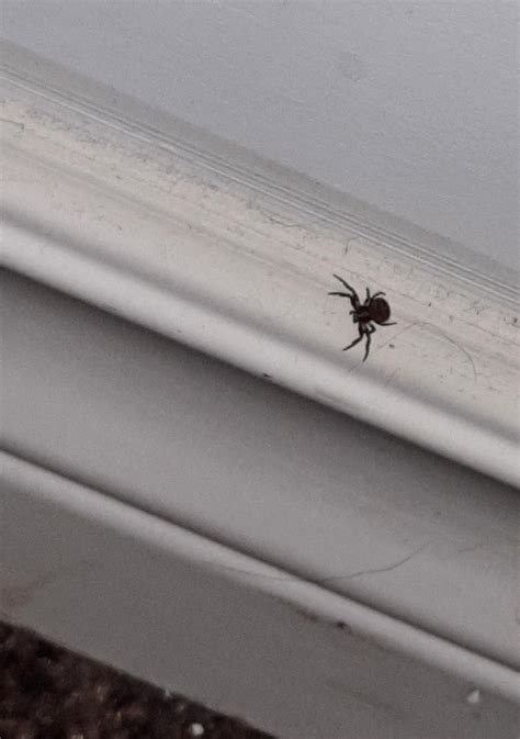 Is This A Tick Or Spider R Bugidentification