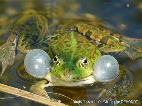 Le Blog De Mcolin Chronique De Dissection La Grenouille