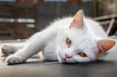 How Ringworm Affects Cats Feline Dermatophytosis