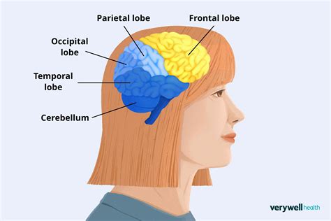 The Anatomy Of The Frontal Lobe