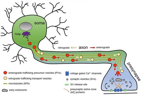 Presynaptic Precursor Vesicles—cargo Biogenesis And Kinesin Based