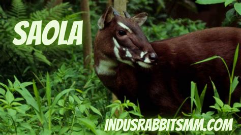 Saola The Elusive Asian Unicorn And Its Struggle For Survival