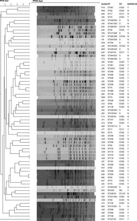 Pfge Patterns Of A Baumannii Isolates Dendrogram Was Generated By