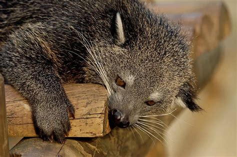 Why This Rare Bearcat” Leaves A Popcorn Scent In The Treetops A Z