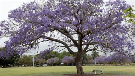 How To Plant Grow And Care For Jacaranda Trees