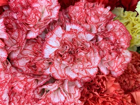 Top 20 Perennial Dianthus Varieties And Growing Guide