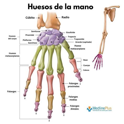 Imágenes De Anatomía De La Mano Y La Muñeca Clase Digital 2