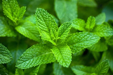 Types Of Mint Leaves