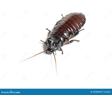 Madagascar Hissing Cockroach Gromphadorhina Portentosa Stock
