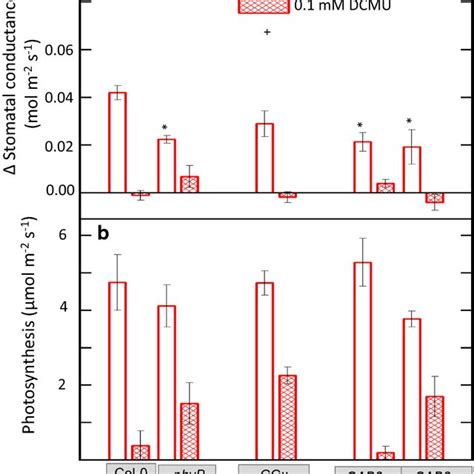 Stomatal Responses Of Arabidopsis Phytochrome Mutant Lines To Red