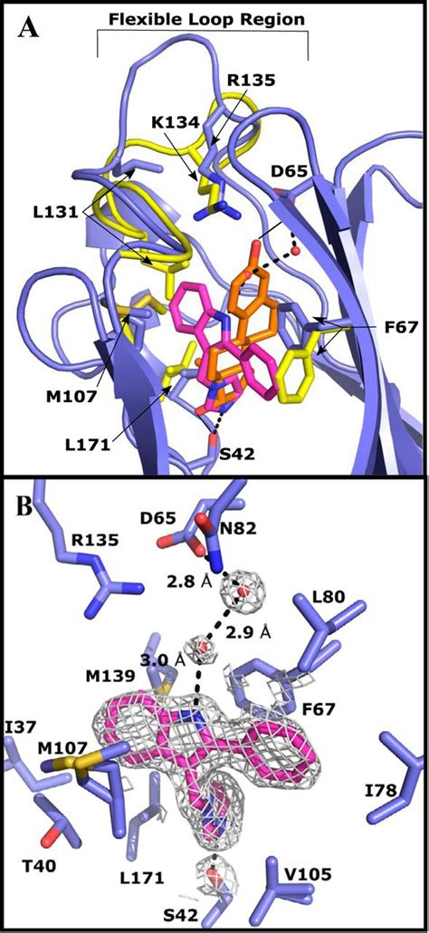 Molecular Interactions Between Sex Hormonebinding Globulin And