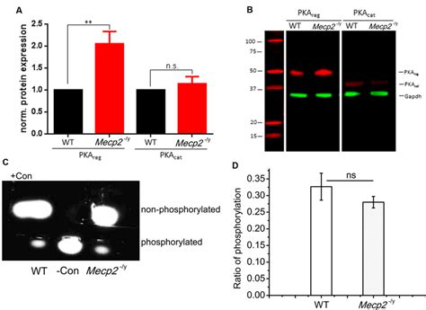 quantification of pka subunit expression in hippocampal tissue of wt