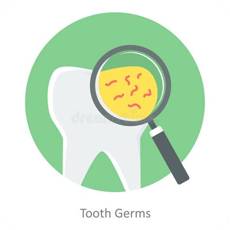 Tooth Germs Stock Vector Illustration Of Tooth Concept 264942678