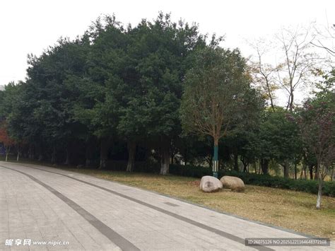 林间石径静谧自然风光摄影图自然风景自然景观摄影图库昵图网