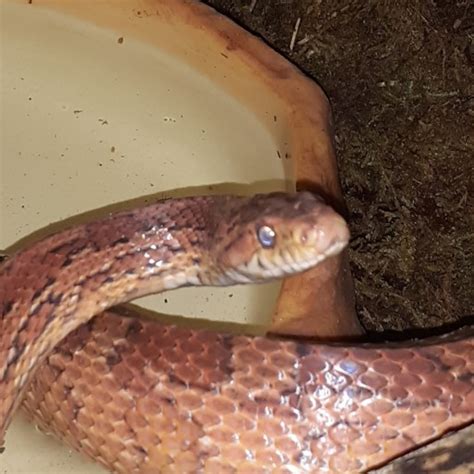 T3rrortoff33s Reblog And Rambling Blog 33 Goat Bones Tumblr Blog