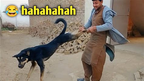 Aj Tu Kutta Ko Rula Dia Funny Video Prankvideo Youtube