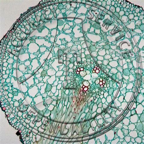 Ranunculus Acris Spring And Fall Roots Prepared Microscope Slide