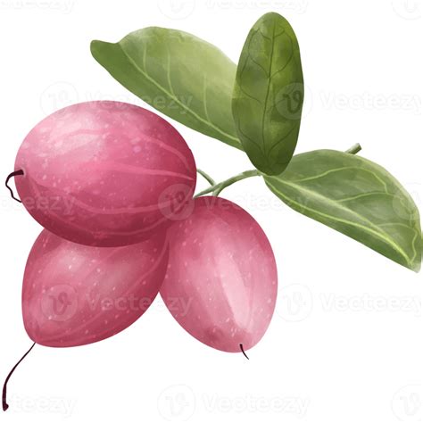 Karanda Fruta Y Hoja 11154761 Png