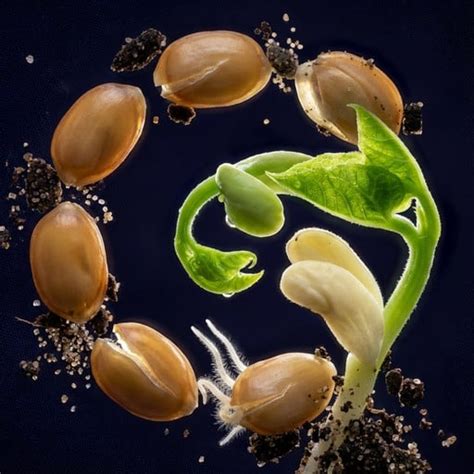 Free Germination Stages Revealed Image Germination Seeds Sprouting Download At Stockcake